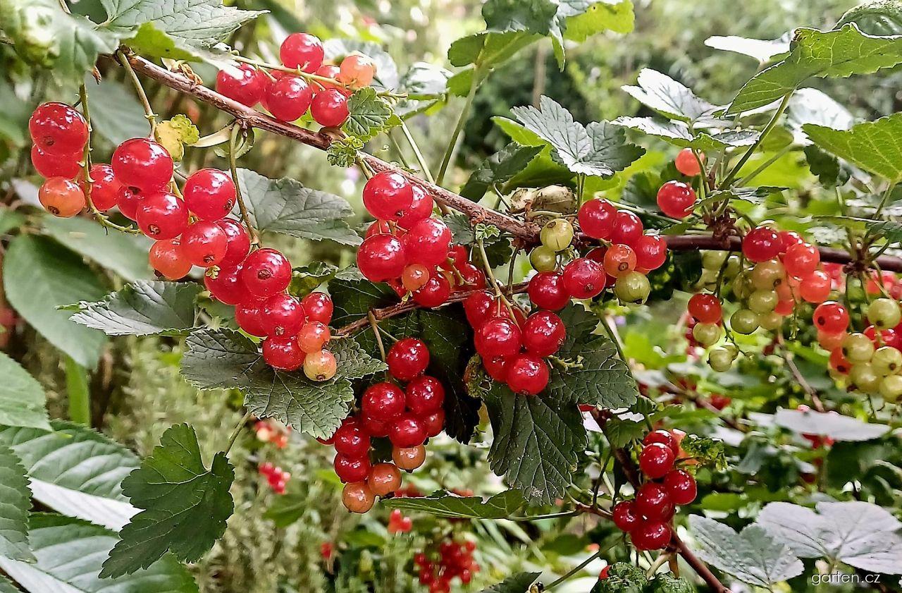 Fotogalerie DF: ribes rubrum; 1 | Garten.cz